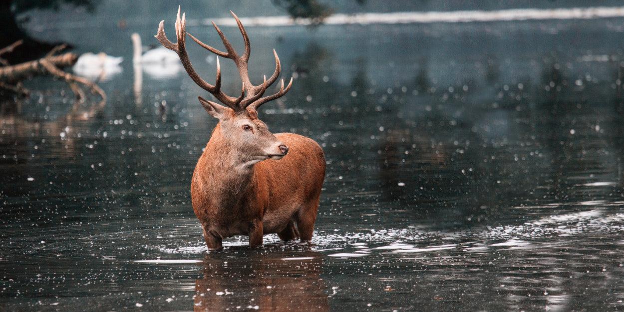 Storvilt jakt – Fangstmann.no